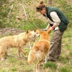 Cleland Wildlife Park Experience - from Adelaide including Mt Lofty Summit - Transportation, Group Size and Value