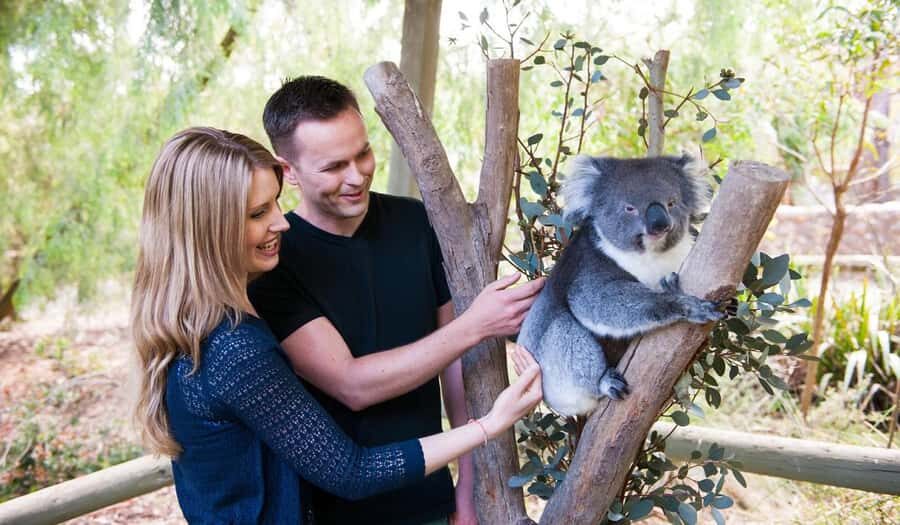 Cleland Wildlife Park Experience with Mount Lofty Summit - Why This Tour Is a Great Choice