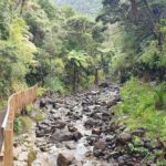 Coast and Rainforest Eco-Tour from Auckland with Picnic Lunch - What to Expect and Practical Tips