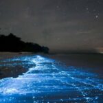 Cocoa Beach: Clear Kayak Bioluminescence Tour - Authentic Insights from Reviews