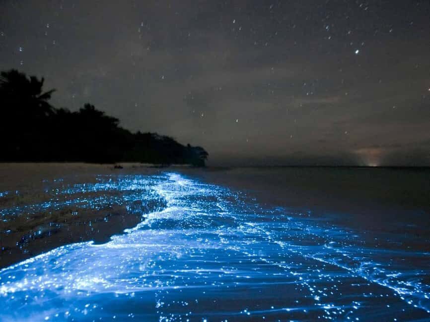 Cocoa Beach: Clear Kayak Bioluminescence Tour - Authentic Insights from Reviews