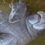 Cocoa Beach: Dolphin & Manatee Pontoon Cruise - Why This Tour Is a Great Choice