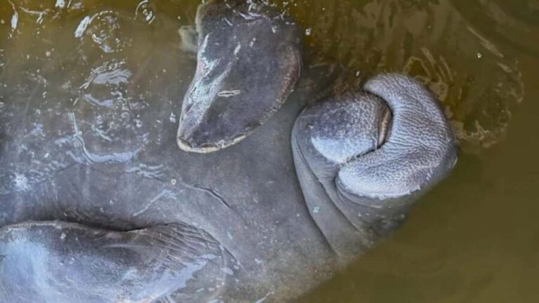 Cocoa Beach: Dolphin & Manatee Pontoon Cruise - Why This Tour Is a Great Choice