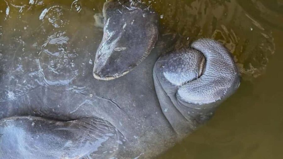 Cocoa Beach: Dolphin & Manatee Pontoon Cruise - Why This Tour Is a Great Choice