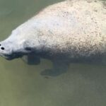 Cocoa Beach: Private Pontoon Sunset Cruise - Why Is This Tour a Good Deal?