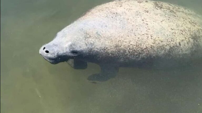 Cocoa Beach: Private Pontoon Sunset Cruise - Why Is This Tour a Good Deal?