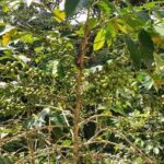 Coffee Plantation Experience - Who Will Love This Tour?