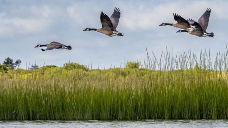 Cold Spring Harbor: Guided Kayak Tour with Instruction - Why This Tour Offers Great Value