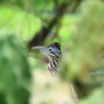 Colima Volcano Birdwatching Tour - What We Love About This Experience