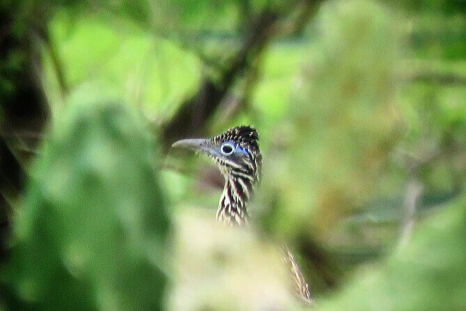 Colima Volcano Birdwatching Tour - What We Love About This Experience