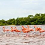 Coloradas Adventure and Cancunito Beach Tour from Merida - What’s Included and What’s Not