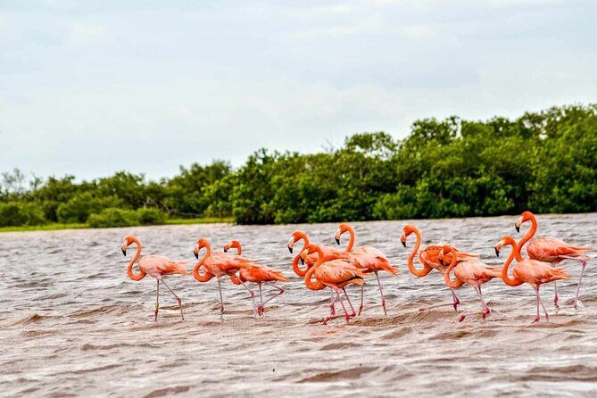 Coloradas Adventure and Cancunito Beach Tour from Merida - What’s Included and What’s Not