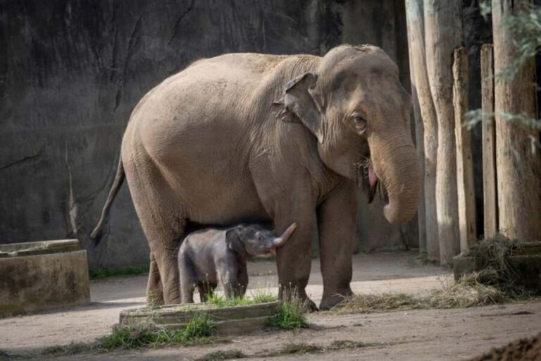 Columbus, OH: Columbus Zoo and Aquarium Entry Ticket - A Closer Look at the Experience