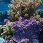 Combo Diving and Snorkeling Half-Day Tour - Why This Tour Is a Great Value