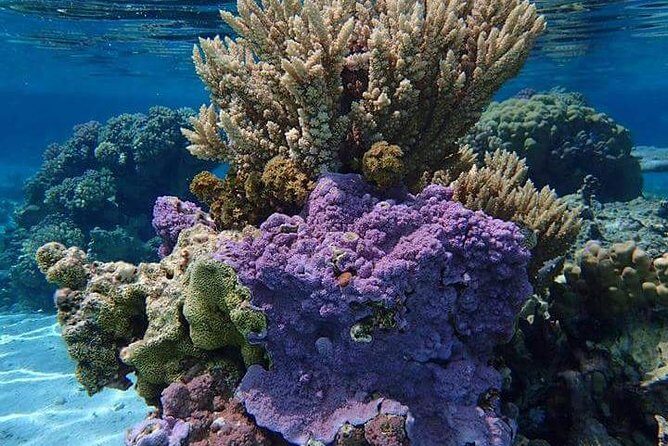 Combo Diving and Snorkeling Half-Day Tour - Why This Tour Is a Great Value