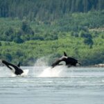 Comox: 4 Hour Whale and Wildlife Watching Tour - The Experience in Detail