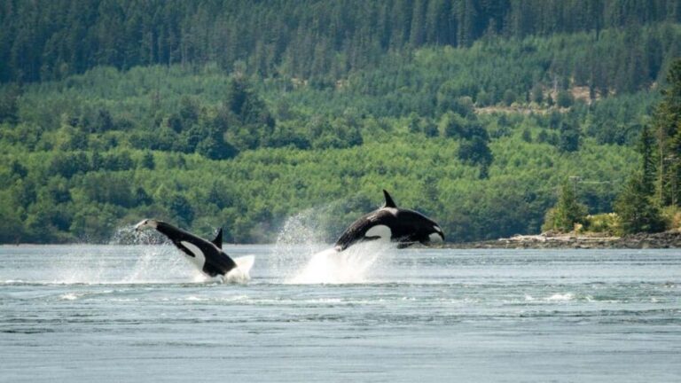 Comox: 4 Hour Whale and Wildlife Watching Tour - The Experience in Detail