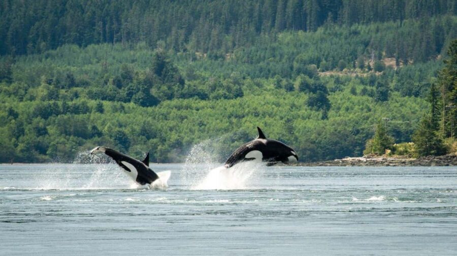 Comox: 4 Hour Whale and Wildlife Watching Tour - The Experience in Detail