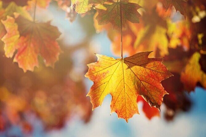 Connecticut Maple Foliage 1 Day Tour From New York - Who Will Love This Tour?