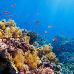 Contoy Adventure! Ixlache Reef Snorkel from Playa del Carmen - What Travelers Are Saying