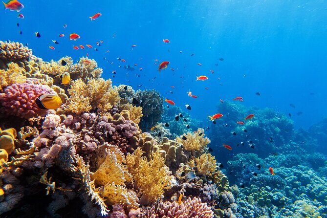 Contoy Adventure! Ixlache Reef Snorkel from Playa del Carmen - What Travelers Are Saying