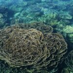 Coral Bay 2-Hour Coral Viewing and Snorkeling - Whats Included and Whats Not?