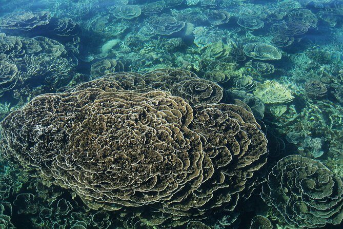 Coral Bay 2-Hour Coral Viewing and Snorkeling - Whats Included and Whats Not?