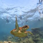 Coral Bay 3-Hour Turtle Ecotour - Authentic Experiences Shared by Travelers