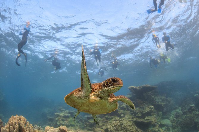 Coral Bay 3-Hour Turtle Ecotour - Authentic Experiences Shared by Travelers