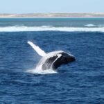 Coral Bay: 3-Hour Whale Watching Experience - What We Love About This Tour
