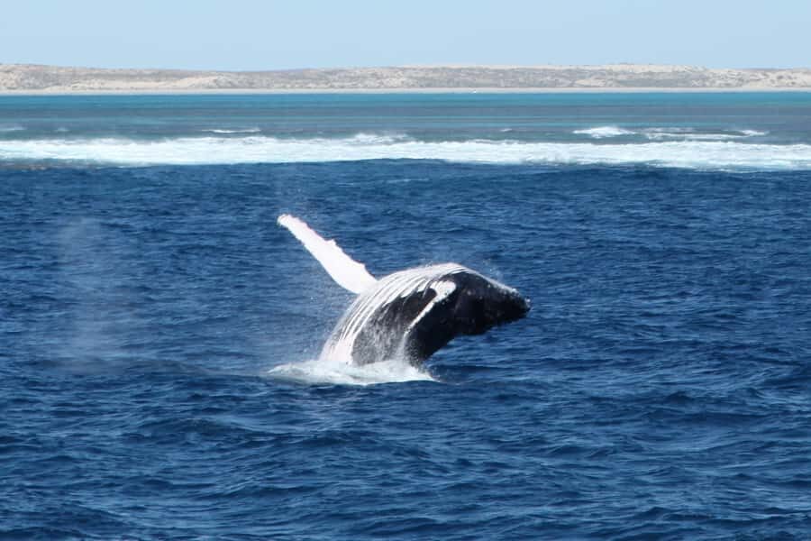 Coral Bay: 3-Hour Whale Watching Experience - What We Love About This Tour