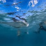 Coral Bay: Full Day Ningaloo Reef with Manta Rays Tour - What Makes This Tour Stand Out?