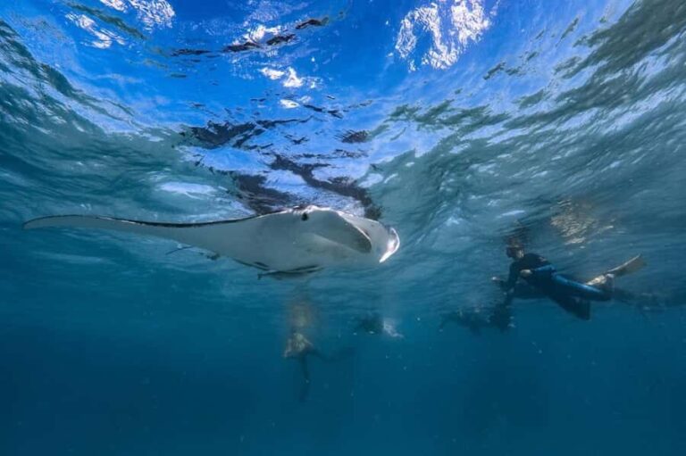 Coral Bay: Full Day Ningaloo Reef with Manta Rays Tour - What Makes This Tour Stand Out?