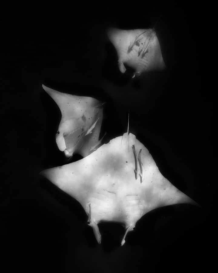 Coral Bay: Half Day Ningaloo Reef Adventure with Manta Rays - A Detailed Breakdown of the Itinerary