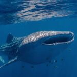 Coral Bay: Ningaloo Reef Swim and Snorkel with Whale Sharks - Who Should Consider This Tour?