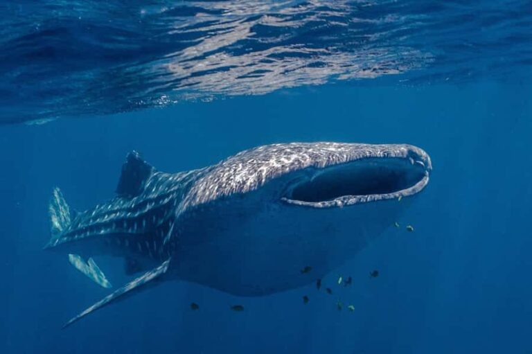 Coral Bay: Ningaloo Reef Swim and Snorkel with Whale Sharks - Who Should Consider This Tour?