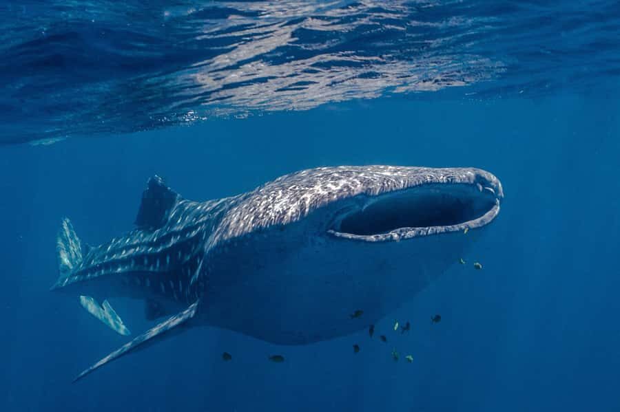 Coral Bay: Ningaloo Reef Swim and Snorkel with Whale Sharks - Who Should Consider This Tour?