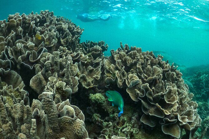 Coral By Kayak - Ningaloo Reef Half Day Kayak & Snorkel Tour - Final Thoughts