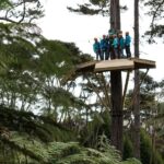 Coromandel: Guided Zipline Tour Experience - The Zipline Experience: Flying Through the Canopy