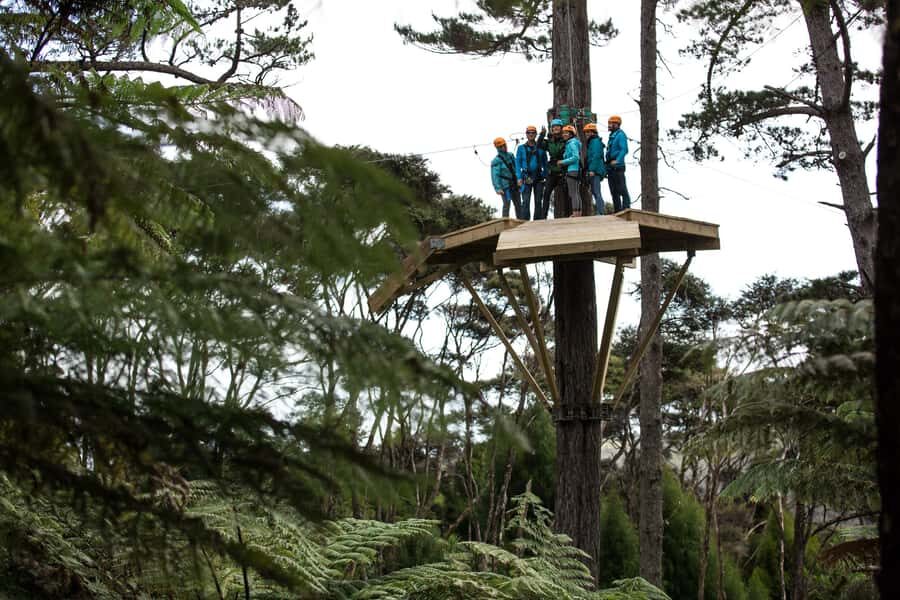 Coromandel: Guided Zipline Tour Experience - The Zipline Experience: Flying Through the Canopy