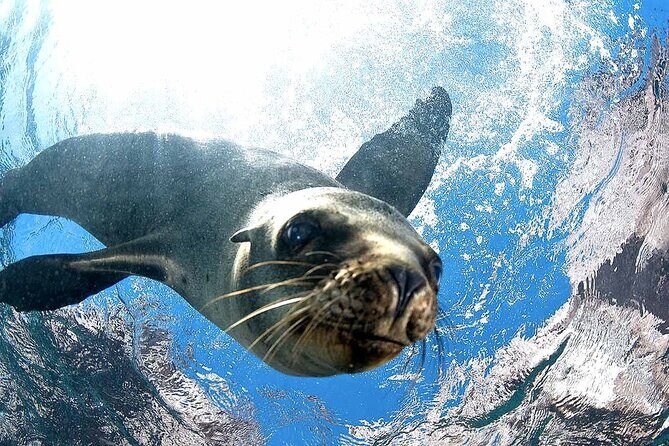 Coronado Island Adventure, snorkeling & picnic on the beach - Transportation, Duration, and Group Size