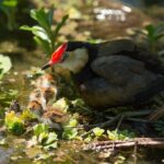 Corroboree Billabong 2.5 hour Lunch Cruise - Why This Tour Offers Genuine Value