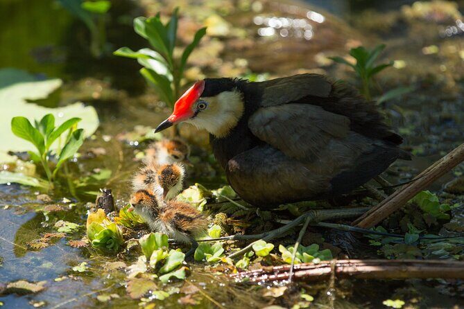 Corroboree Billabong 2.5 hour Lunch Cruise - Why This Tour Offers Genuine Value