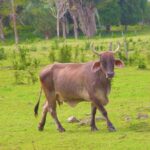 Costa Maya Shore Excursion: Chacchoben Small Group Tour with Food & Drinks - Final Thoughts: Who Is This Tour Best For?