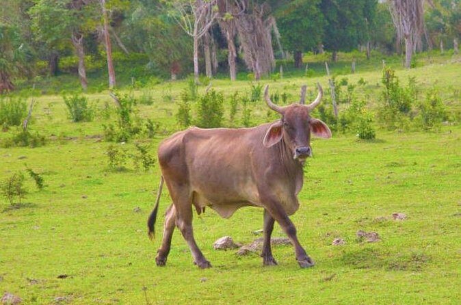 Costa Maya Shore Excursion: Chacchoben Small Group Tour with Food & Drinks - Final Thoughts: Who Is This Tour Best For?