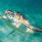 Costa Maya Snorkel Tour - The Value of this Snorkel Tour