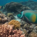 Costa Maya: Snorkeling Adventure by Boat with Photos - What to Expect from the Experience