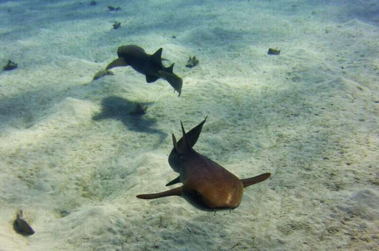 Costa Maya: Two Tank Fun Dive for Certified Divers - Who Would Love This Experience?