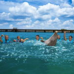 Costa Mujeres: Swim with Dolphins - Who Should Consider This Tour?