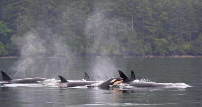 Cowichan Bay: Half-Day Whale & Wildlife Adventure - Final Thoughts